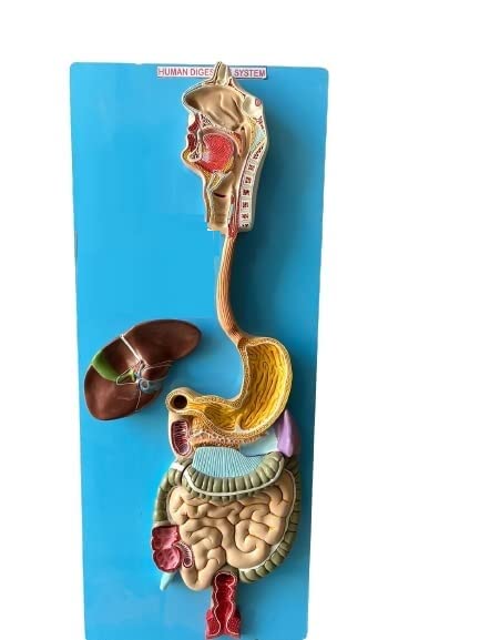 HUMAN DIGESTIVE SYSTEM MODEL : Amazon.in: Health & Personal Care