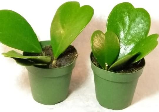 Amazon.com : Two Hoya Kerrii Sweetheart Plant 4'' Pot : Patio, Lawn ...