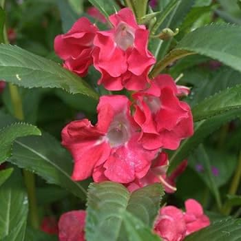 Hybrid balsam flower seeds Pack Of 34 : Amazon.in: Garden & Outdoors