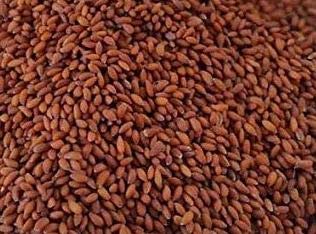 Lepidium sativum, Chandrashoor, 50 Seed : Amazon.in: Garden & Outdoors