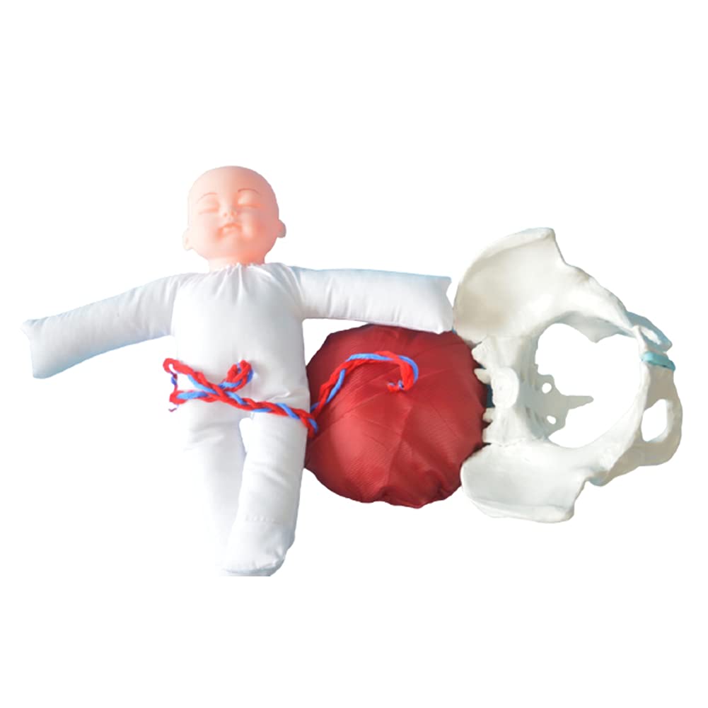 Buy Childbirth Model Set, Life Size Female Pelvis Model, Hip Model ...