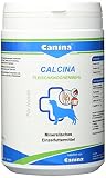 Calcium für Hunde: Calciumbedarf mit Tabletten ausgleichen?