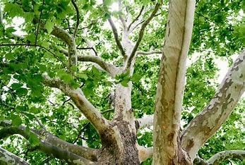 Amazon.com : American Sycamore Tree Saplings, 12-18 Inches Tall ...