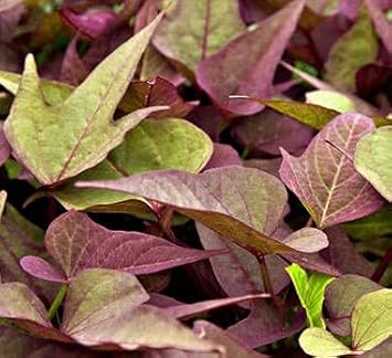 Amazon.com : Rusty Red Sweet Potato Vine, Ipomoea Starter Plant : Patio ...