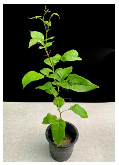 Buy Bael Patra Leaf Bel Tree(Aegle Marmelos) With Black Pot Online at ...