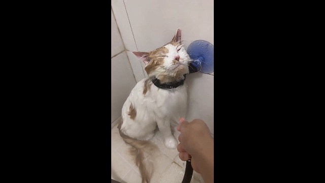 Watch Cat Bathing Bathroom Handcuff Gromming on Amazon Live