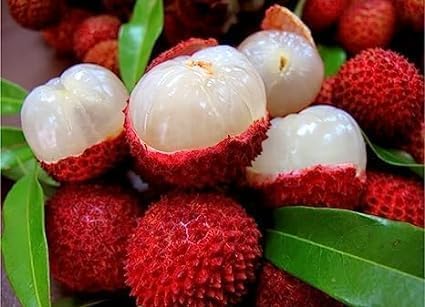 Seedless Bombay Litchi Plant | Dwarf Sweet Litchi Hybrid Tree Healthy ...