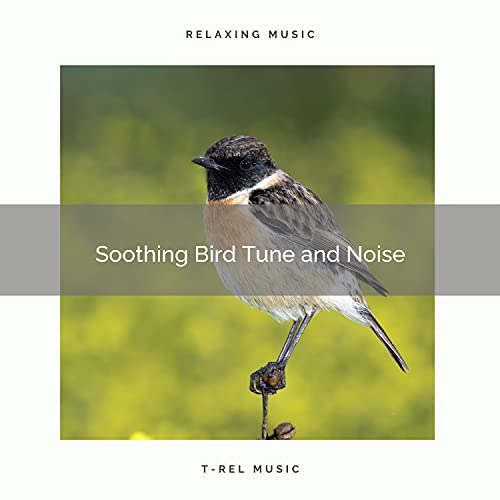 Soothing Bird Tune and Noise by Ambient Nature White Noise on Amazon ...