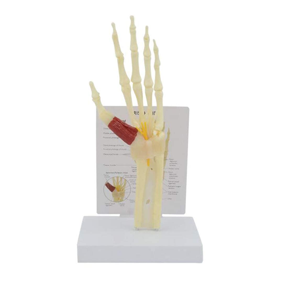 Buy Size of life model of human hand , hand articular pattern with ...