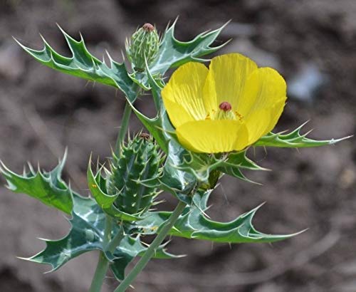 Satyanashi/Argemone mexicana Medicinal Plant With Pot : Amazon.in ...