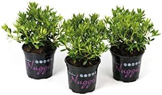 Nugget by Bloombux® - Flower & Form by INKARHO® 15-20 cm Nugget to 10 ...