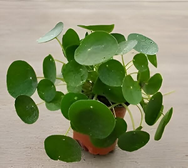 Green view® Coin|Chinese Money Plant| Healthy Live plant (Hybrid, Pack ...