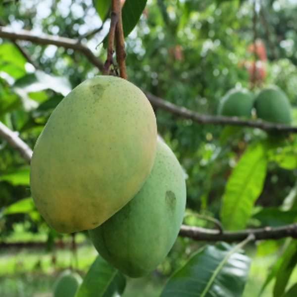 All time mango fruit plant 1ff : Amazon.in: Garden & Outdoors