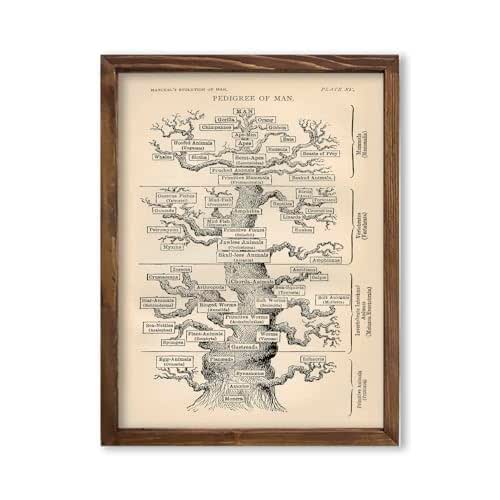 Amazon.com: Haeckel's Evolution of Man Poster Pedigree of Man Wall ...