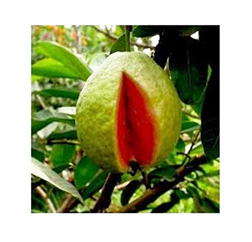 Indian Farms Live Red Guava/Amrud/Amrood Fruit & Fruit Plant With Pot ...