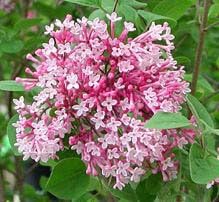 Amazon.com : Syringa Tinkerbelle, Pink Lilac Potted Plant, Beautiful ...