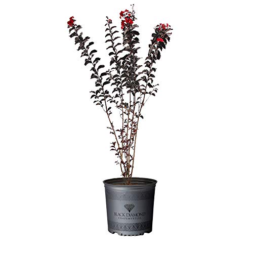 How to Care for Black Diamond Crape Myrtle Fast-Growing Low Maintenance ...