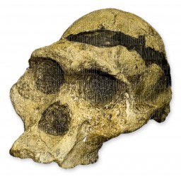 Amazon.com: Mrs. Ples STS 5 Skull (Teaching Quality Recreation ...