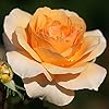 Amazon.com : Heirloom Roses Rose Plant - Welsh Gold™ Orange Rose Bush ...