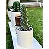 Amazon.com : Spiral Cactus - Cereus forbesii 'Spiralis' - Twisted Rare ...