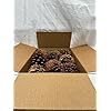 Amazon.com: 18-Pack Extra-Large Long Leaf Pine Cones for Decorating ...