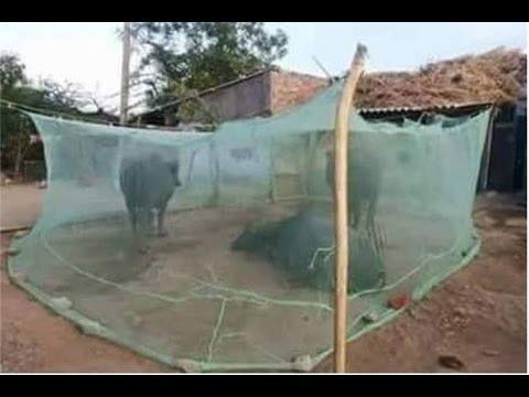 DIVAYANSHI HDPE Animal Mosquito Nets - Buffalo Cow Mosquito Protection ...