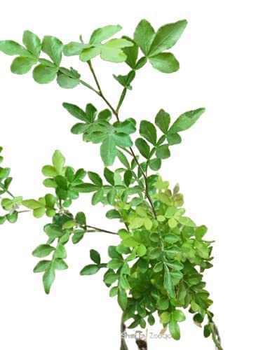 Zooqa - Maha Vilvam/Bilva 13 Leaves Plant 3 Months Old Tree Without Pot ...