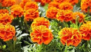 Genda phool live plant (pack of 8) : Amazon.in: Garden & Outdoors