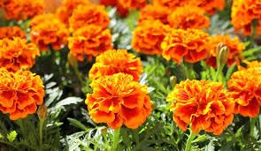 Genda phool live plant (pack of 8) : Amazon.in: Garden & Outdoors