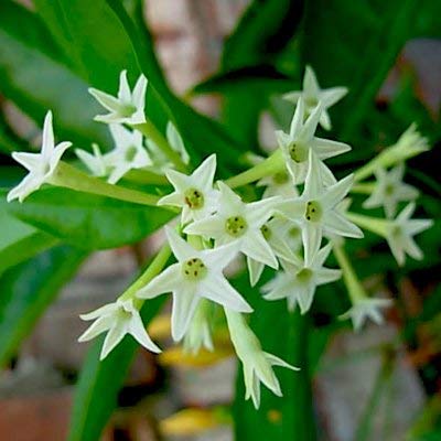 Rameshvar Enterprises | Raat Ki Rani, Raat Rani, Night Blooming Jasmine ...