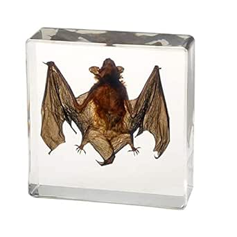 Bat Specimens Animal Specimen for Science Classroom Education Encased ...