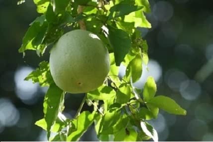 Cloud Farm Bel Tree, Bilva Patra, Bel Patra (Grown through seeds ...
