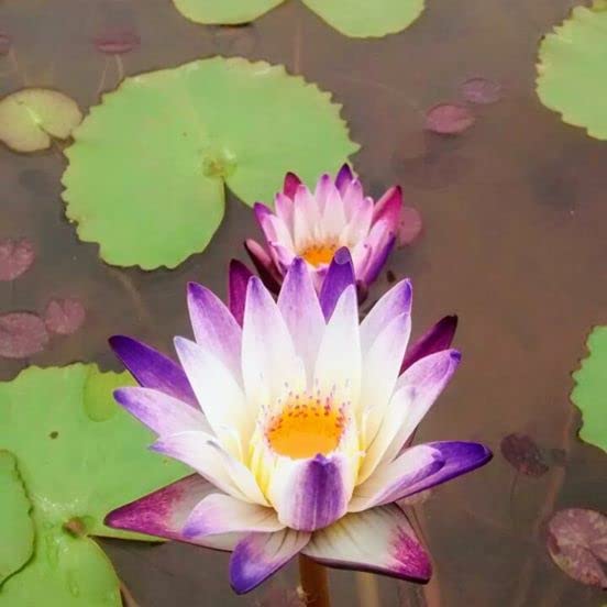 Lily Pond Store -Purple Joy Live Tropical Waterlily Plant : Amazon.in ...