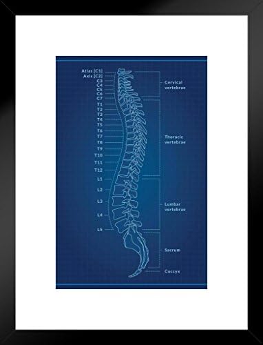 Amazon.com: Human Spine Blueprint Educational Chart Poster 12x18 inch ...