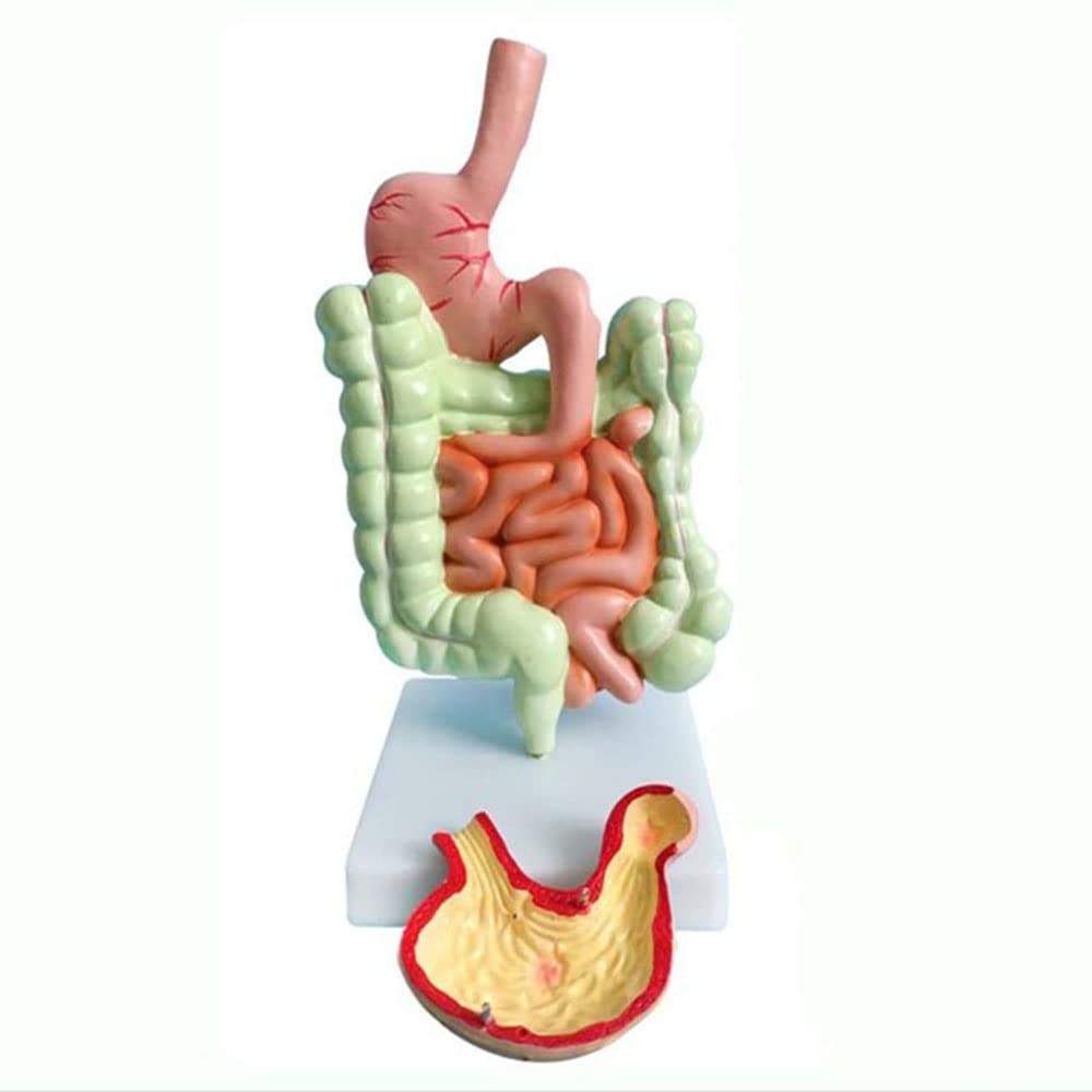 Buy WENRUI Intestinal model 3B Smart Anatomy, digestive system ...