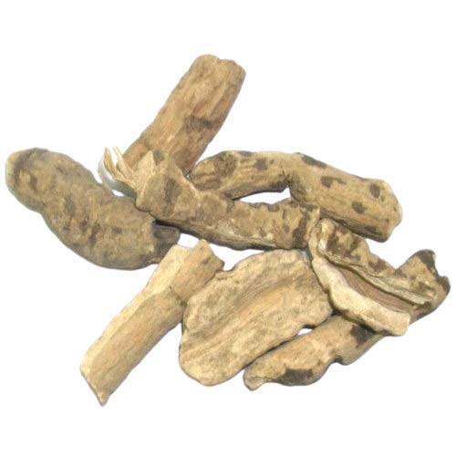 Herbs Live Nishot - Trivrit Turpeth - Operculina - Turpethum - Impomoea ...