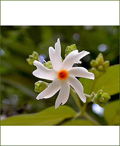 FAABIIE Harsingar, Parijat Tree, Parijatak, Night Flowering Jasmine ...