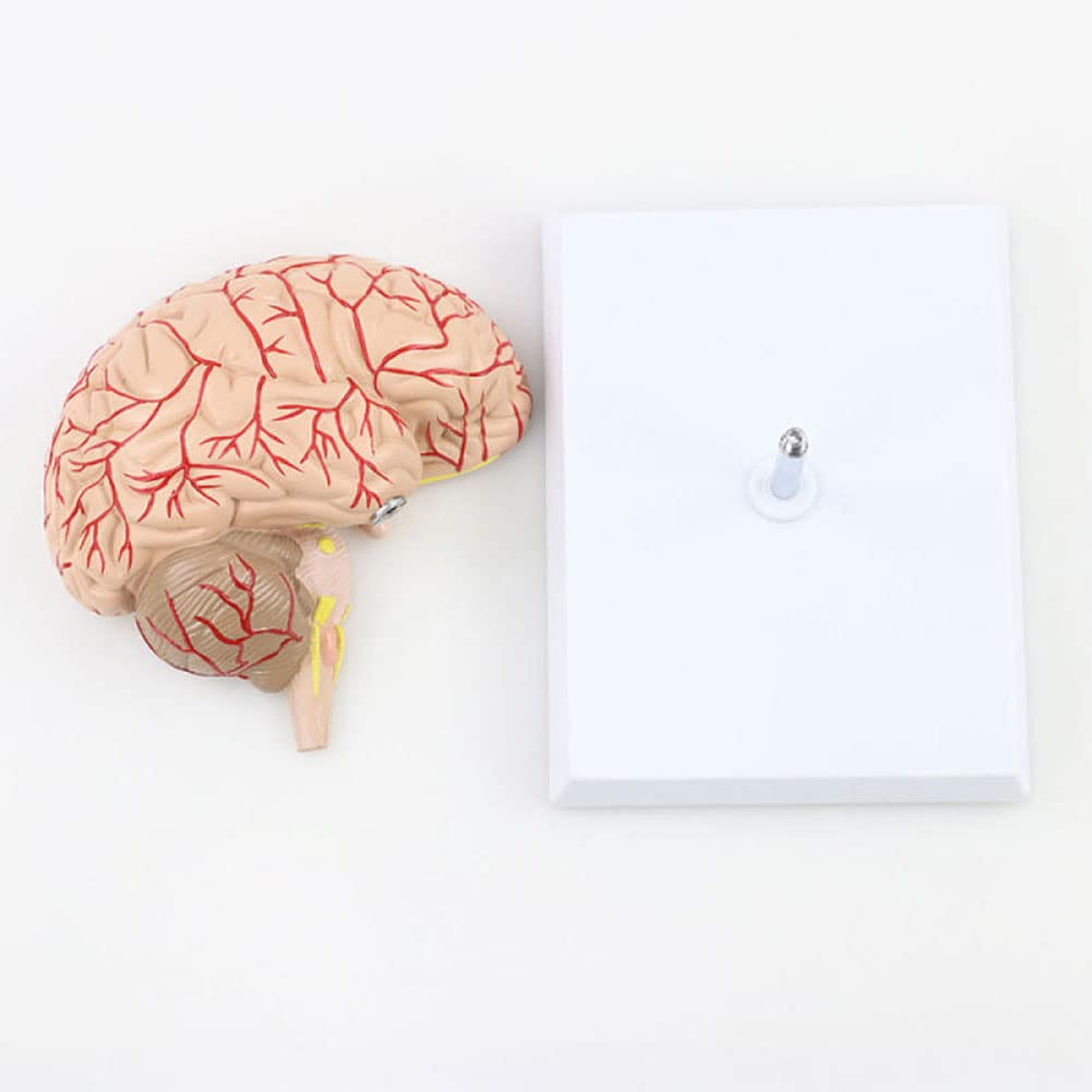 Buy Human Brain Anatomical Model with Digital Sign Life Size Cerebral ...