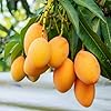 Amazon.com : Mango Tree Live Plant, Yellow Sweet Mango Tree Plant, 7 to ...