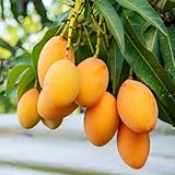 The 9 Best Indoor Mango Trees for Your Home (Complete Growing Guide ...