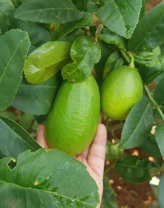Cloud Farm Pack Of 2 Original Gandharaj Lemon (All Time) Nimboo Live ...