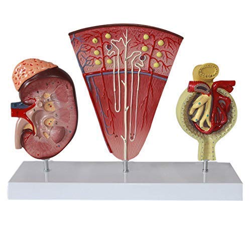 Buy Teaching Model, Anatomy Models, Human Kidney with Adrenal Gland ...