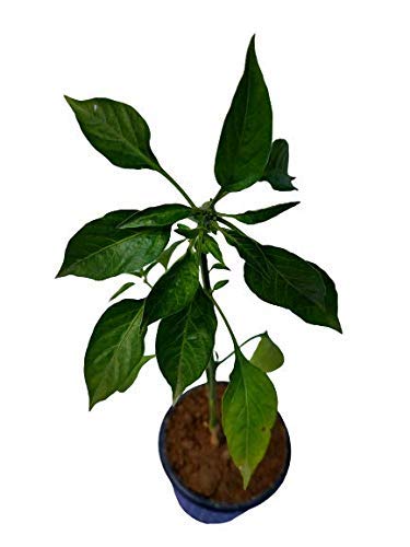 Mirchi & Green Chilli Plant,with pot, : Amazon.in: Garden & Outdoors