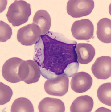 A Beginner's Guide to Blood Cells : Bain, Barbara J.: Amazon.co.uk: Books