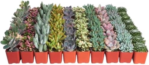 Amazon.com : Shop Succulents Blue & Green Succulent Plant Pack Bulk ...