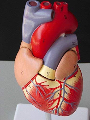 1:1 Human Heart Life Size Anatomy Model B Super Colour to Exceed Heart ...