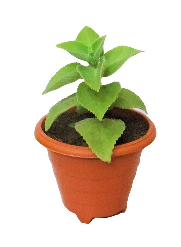 Vixenssell (Mexican Mint) Live Plant Mint/Patharchur/Ajwain ...