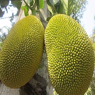 Very Sweet & Juicy Thai Green Jackfruit Tree Plant(Pack Of-1) Hybrid ...