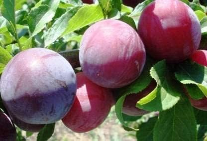 RADHA RANI PLANT HOUSE - Aloo Bukhara/Aloocha/Alu-cha/Poo-nu-s ...