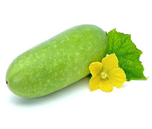 MaliaGarden Ash Gourd - 25 Seeds - ChalKumro Hybrid Vegetable Seeds ...